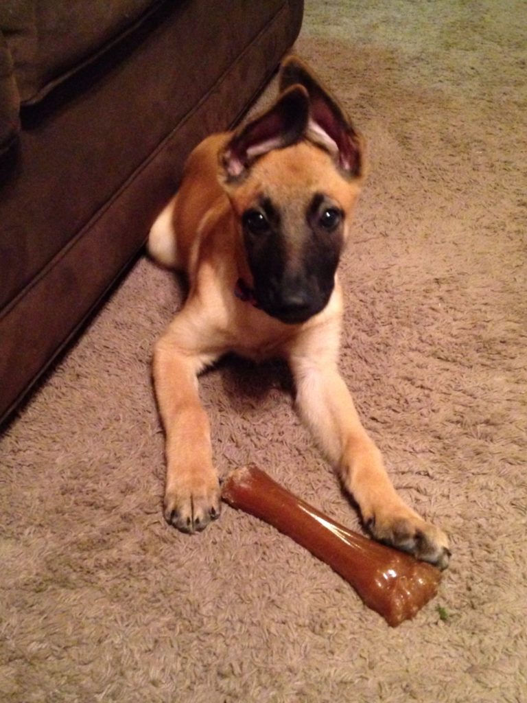 Review Of PSD Puppy Purchase Belgian Malinois Natasha - PSD Kennels